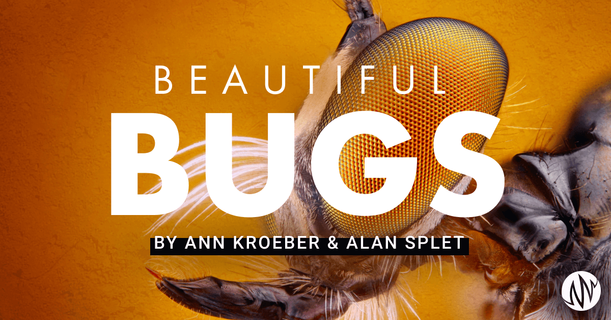 Beautiful Bugs: Recording Insects with Ann Kroeber