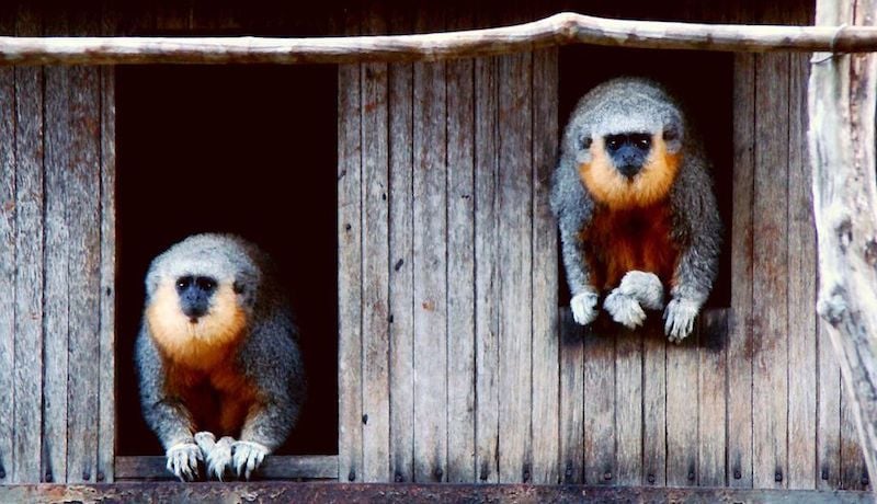 Recording Animals with Ann Kroeber