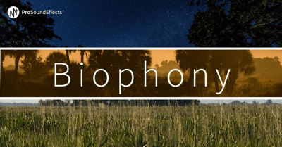 New Sound Effects Libraries: Biophony, Urban Elements, Foley Essentials ...