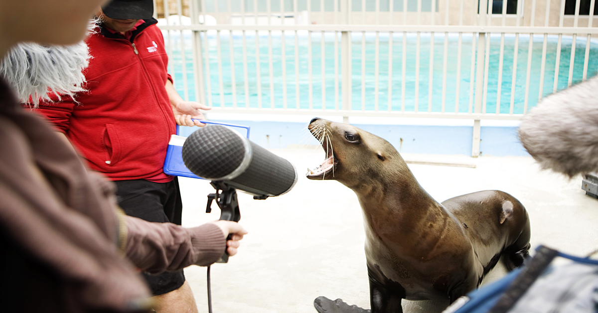 How Are Sound Effects Made?